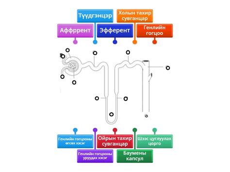 Нефроны бүтцийг зөв харгалзуулаарай Labelled Diagram