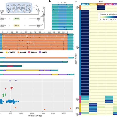 genetic variation of rfc1 repeat alleles a an hmm representing the