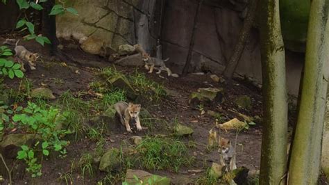 Cómo Hacer Un Proyector Casero Para Ver El Eclipse De Sol Y Evitar Daños En Los Ojos Infobae