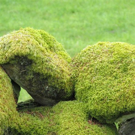 How To Apply And Mix Bifenthrin Insecticide Pomais Agriculture