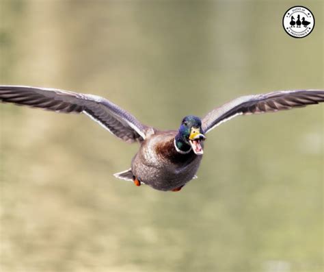 Exploring Duck Migration