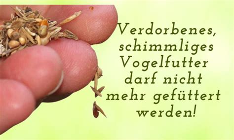Verdorbenes Vogelfutter Mein Nasch Balkon
