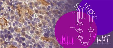 Buchner Lab Institut Für Klinische Chemie Und Pathobiochemie