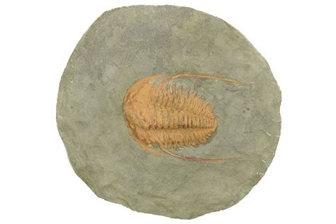 1 9 Cambrian Trilobite Hamatolenus Tinjdad Morocco 224719 For Sale