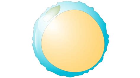 Size Matters In Cellular Aging Lifespan Io