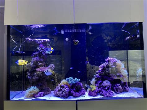 Dino Id Reef2reef Dino Id Reef2reef