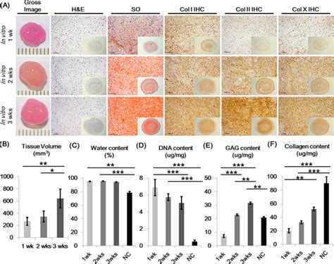 利用胎儿软骨来源的祖细胞进行软骨修复的工程软骨。 Scientific Reports X Mol