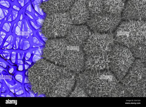 Researchers Used Artificial Intelligence Ai To Evaluate Stem Cell Derived Patches Of Retinal