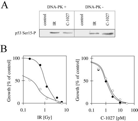 DNA PK Kinase Is Not Required For P53 Ser 15 Phosphorylation In