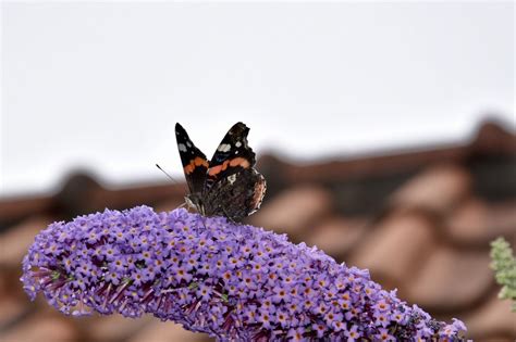 Pressure Cannen Inmaken En Bewaren Moestuin Forum