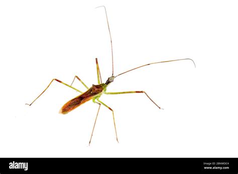 Assassin Bug Zelus Luridus On White Background Tuscaloosa County