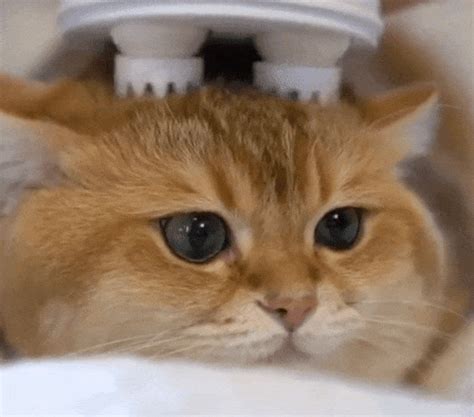 Un Appareil De Massage Cranien Pour Chat 2tout2rien