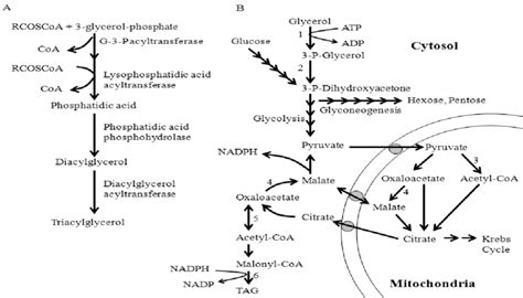 Triacylglycerol Synthesis Pathway A De Novo Synthesis And B Ex
