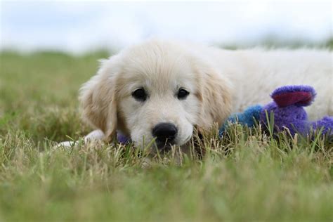Pododermatite Chien Causes Symptômes Et Traitements Efficaces Pododermatite Chien Causes Symptômes Et Traitements Efficaces