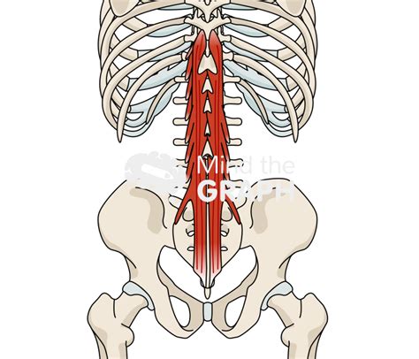 Free Sacral Multifidus Muscle Icons Symbols Pictures And Images