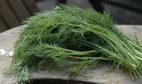 Копърът е чудо Понижава кръвното и кръвната захар