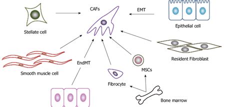 Origin Of Cancer Associated Fibroblasts A Variety Of Cells Can Download Scientific Diagram