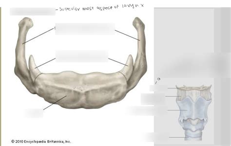 Axial Skeleton Diagram Quizlet