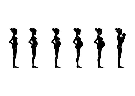 Premium Vector Pregnant Woman Silhouette Stages Of Pregnancy