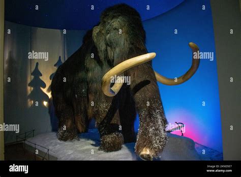 Frozen Woolly Mammoth In Russia