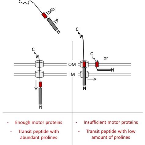 General Domain Structure Of Diverse Transit Peptide Download Scientific Diagram