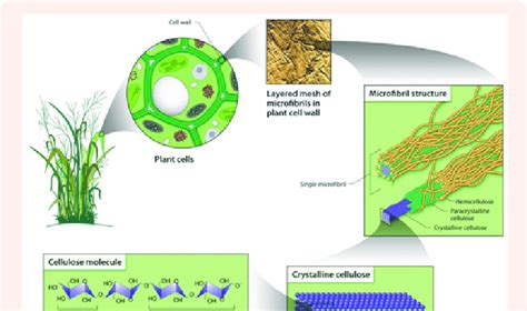 Cellulose In Plants