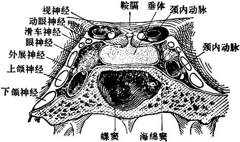 图370 海绵窦 人体解剖学