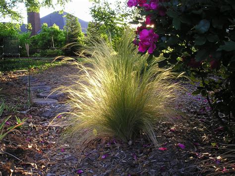 Carols Greenville Nc Garden Mexican Feather Grass