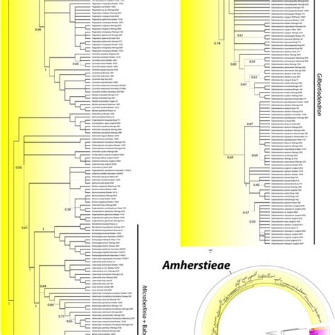Bayesian Majority Rule Consensus Tree Derived From The Analysis Of The Download Scientific