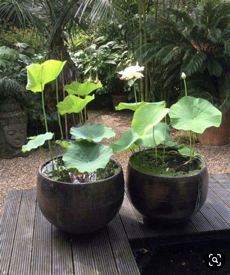 Create Your Own Indoor Water Garden