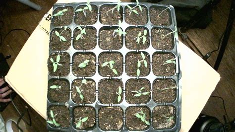 Roboflow Object Detection Model By Mark