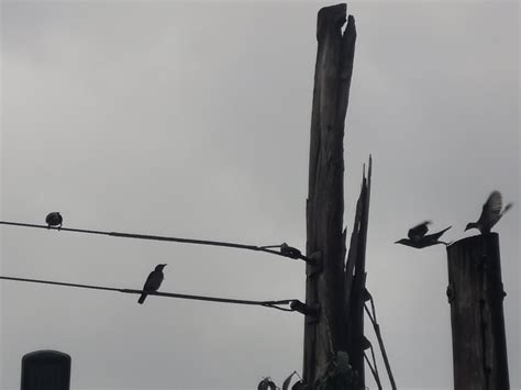 Birds HUAWEI Community