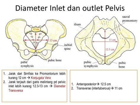 Anatomi Pelvis