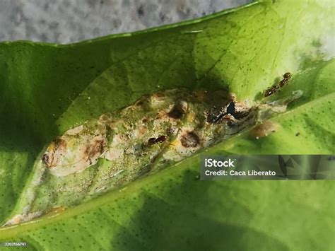 라임잎은 구균 비늘 곤충 감염과 개미 활동의 징후를 보이며 개미는 해충을 보호하고 제거를 더 어렵게 만듭니다 과도한 가지치기 곤충은 영양소 흡수를 방해하고 식물의 활력에