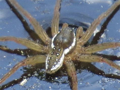 Kentucky Spiders Pictures And Id Help Green Nature