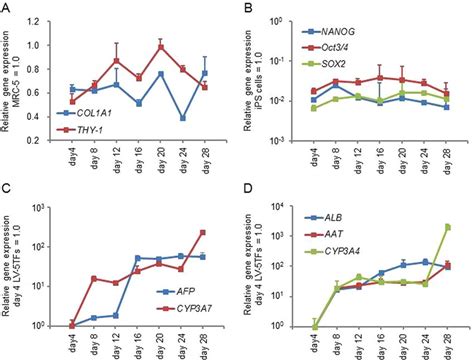 Temporal Gene Expression Profile During The Direct Reprogramming Mrc5