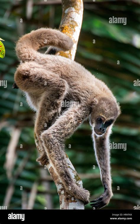 Young Northern Muriqui Brachyteles Hypoxanthus Critically Endangered
