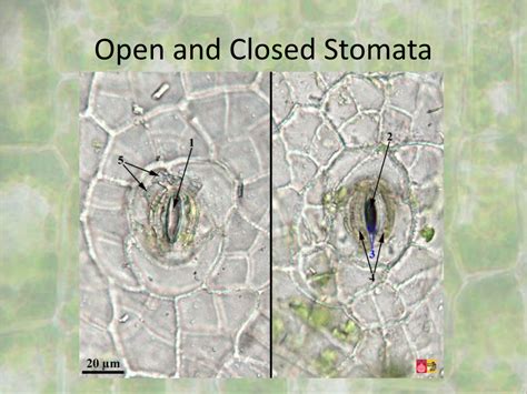 Stomata Microscope Open