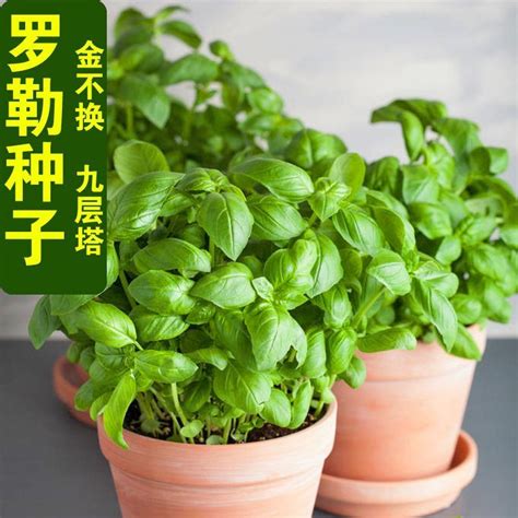 食用大叶罗勒种子九层塔金不换种籽防蚊植物庭院阳台盆栽蔬菜种子 Taobao
