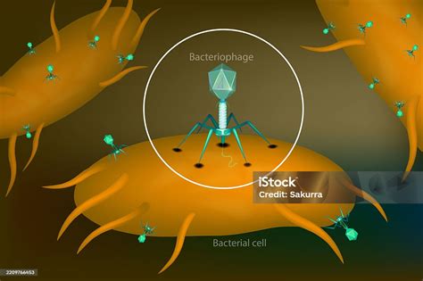 Bacteriophage Infecting Bacterial Cell 3d Medical Illustration Virus Attacking Bacteria