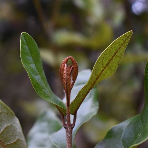 Olivillo Todonativo Vivero De Plantas Nativas Del Sur De Chile