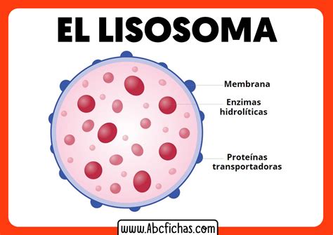 Estrutura Dos Lisossomas