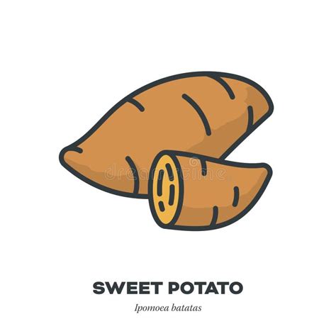 Sweet Potato Root Vegetable Vector Line Icon Stock Vector