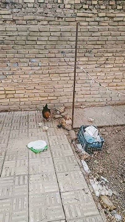 صبحتون بخیر نازنازی های من Youtube