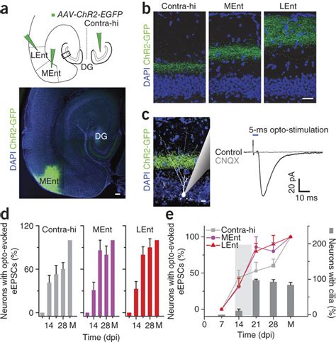 Entorhinal Cortical Innervations Of Adult Born Neurons Accompany Download Scientific Diagram
