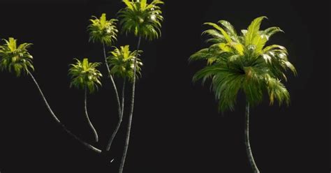 Take A Look At This Procedural Palm Generator For Blender