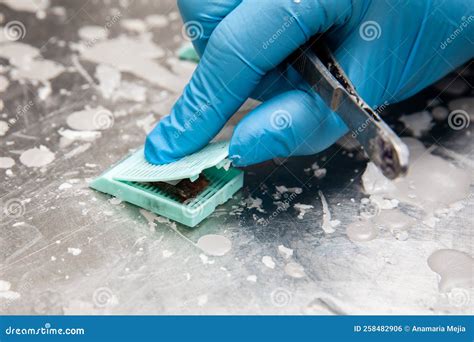 Cassette Containing A Biopsy Sample Scientist Embedding Tissues In Paraffin Blocks For