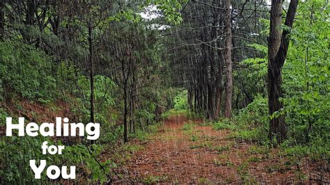 잣나무 숲의 비 내리는 소리 깊은 잠을 위한 자연의 선율 20분 뒤 화면꺼짐 불면증과 숙면에 좋은 최고의 빗소리 마음이 편안해지는 빗소리 Asmr Youtube