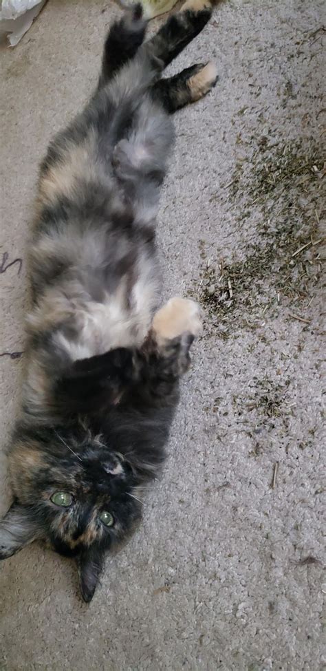 Someone Figured Out How To Get In The Catnip Container Cats Cat Photo Cat Pics