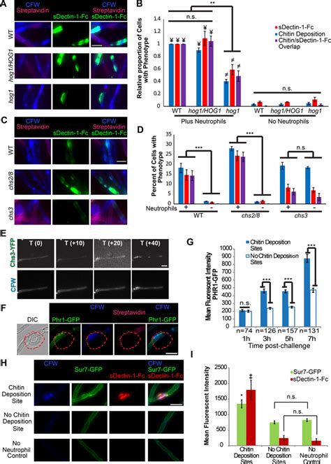 Cell Wall Integrity Sensing And Remodeling Are Involved In The Fungal